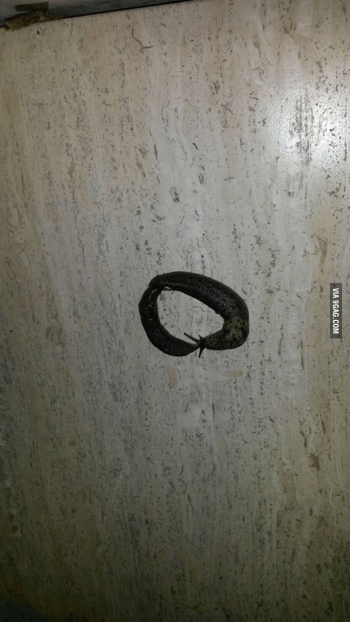 A 69 in the slug's world.. disgusting - 9GAG