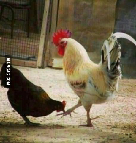 The godfather chicken - 9GAG
