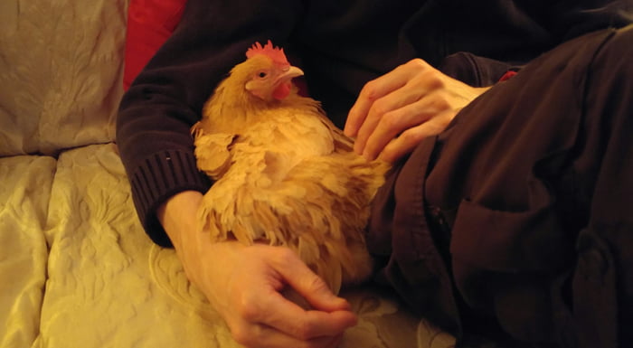 Spoiled pet house chicken - 9GAG