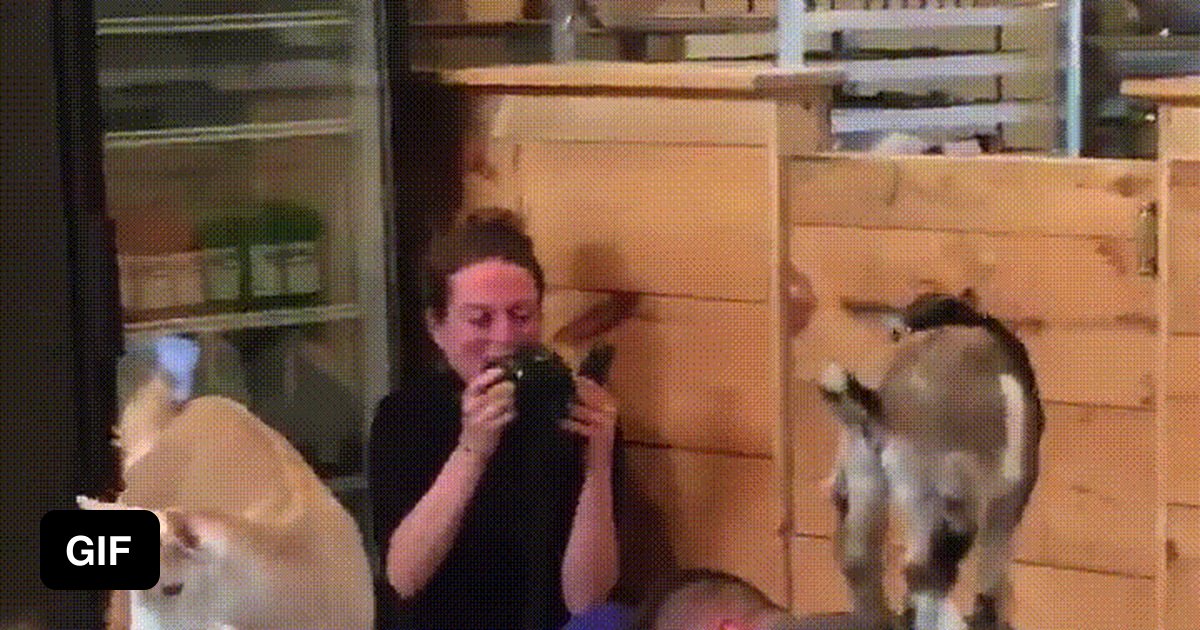 Goat Yoga - 9GAG