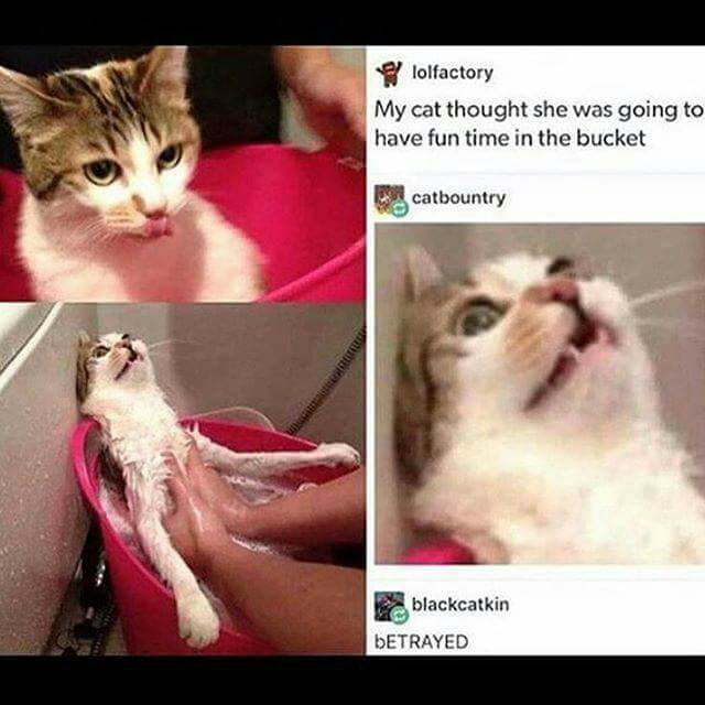 The look of utter betrayal... - 9GAG