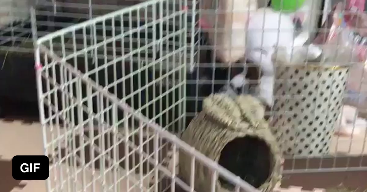 Real life Prison Break caught on tape - 9GAG