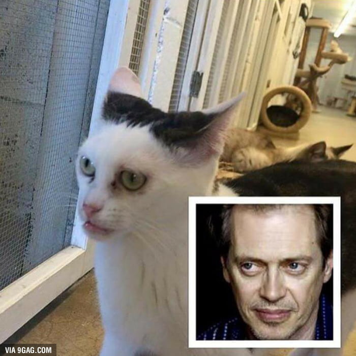 This cat looks like Steve Buscemi. - 9GAG