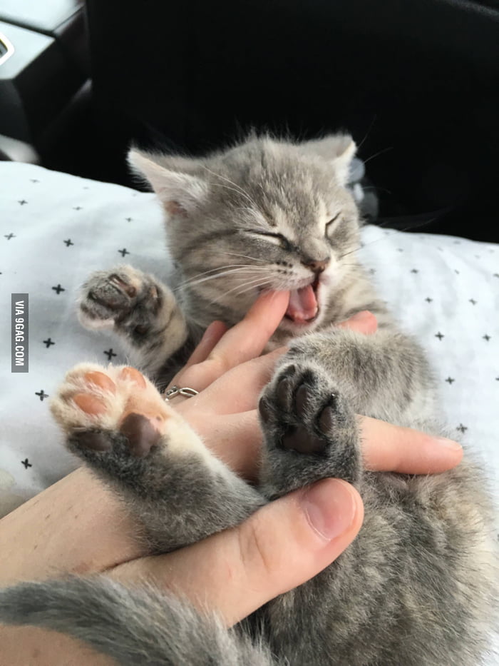 Kitten Toe Beans! - 9GAG