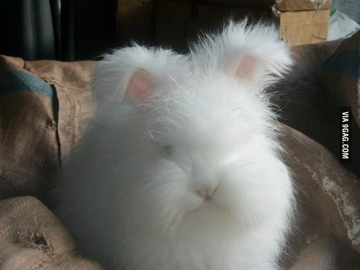 Baby Angora Rabbit