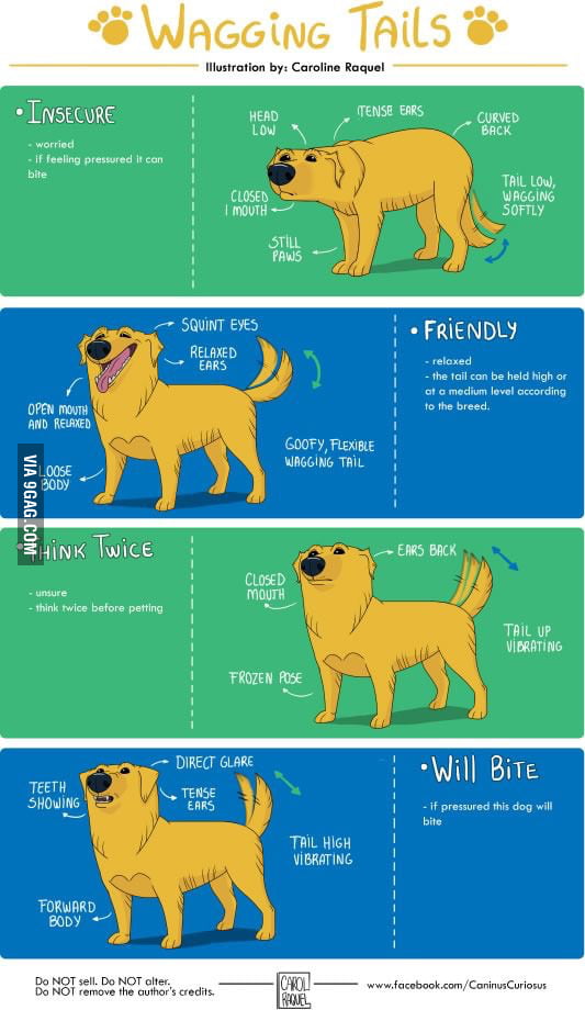 Wagging tails - 9GAG