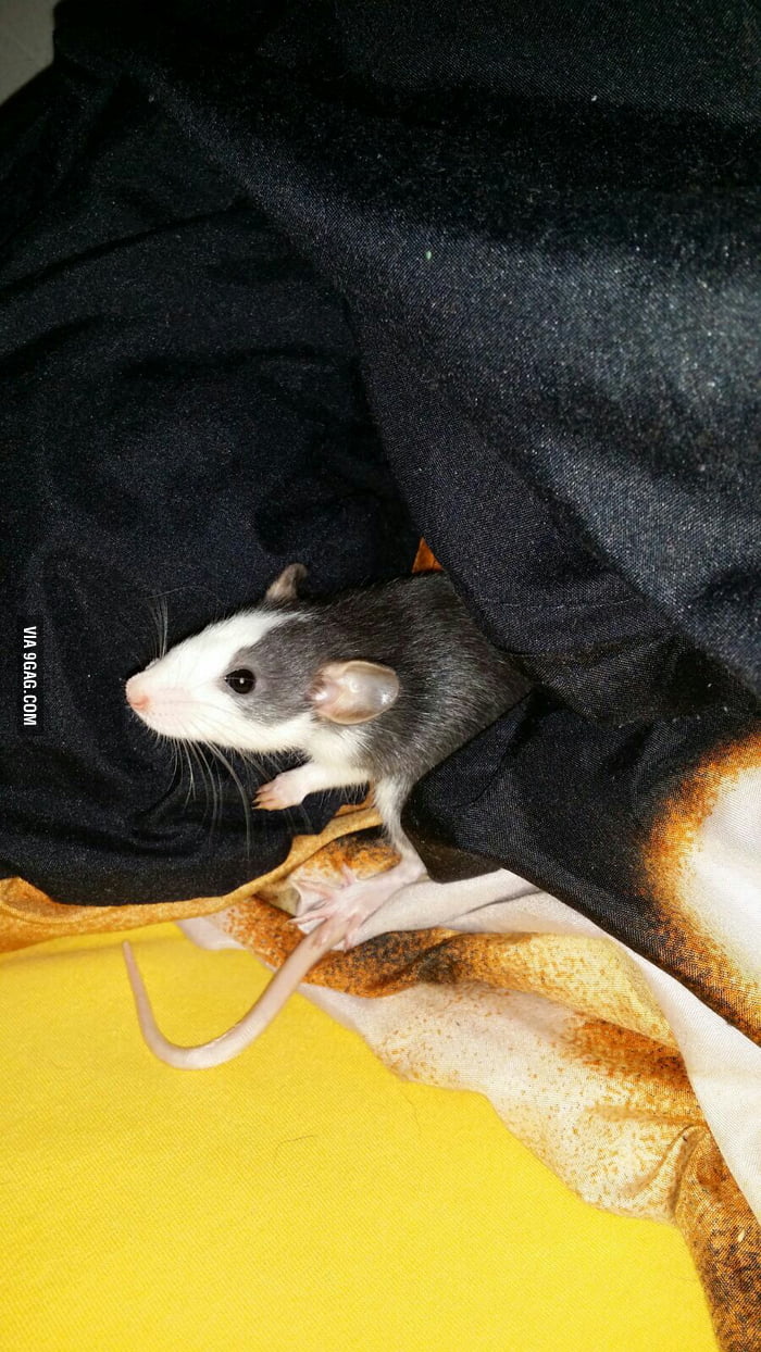 So I just adopted a "Dumbo Husky Rat", love this cutie - 9GAG