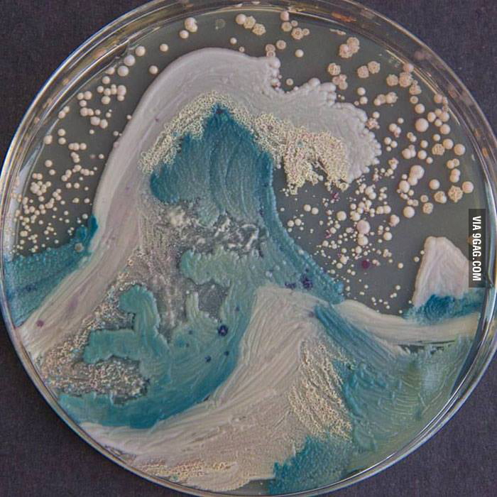 The American Society for Microbiologists hosted the first bacteria art ...