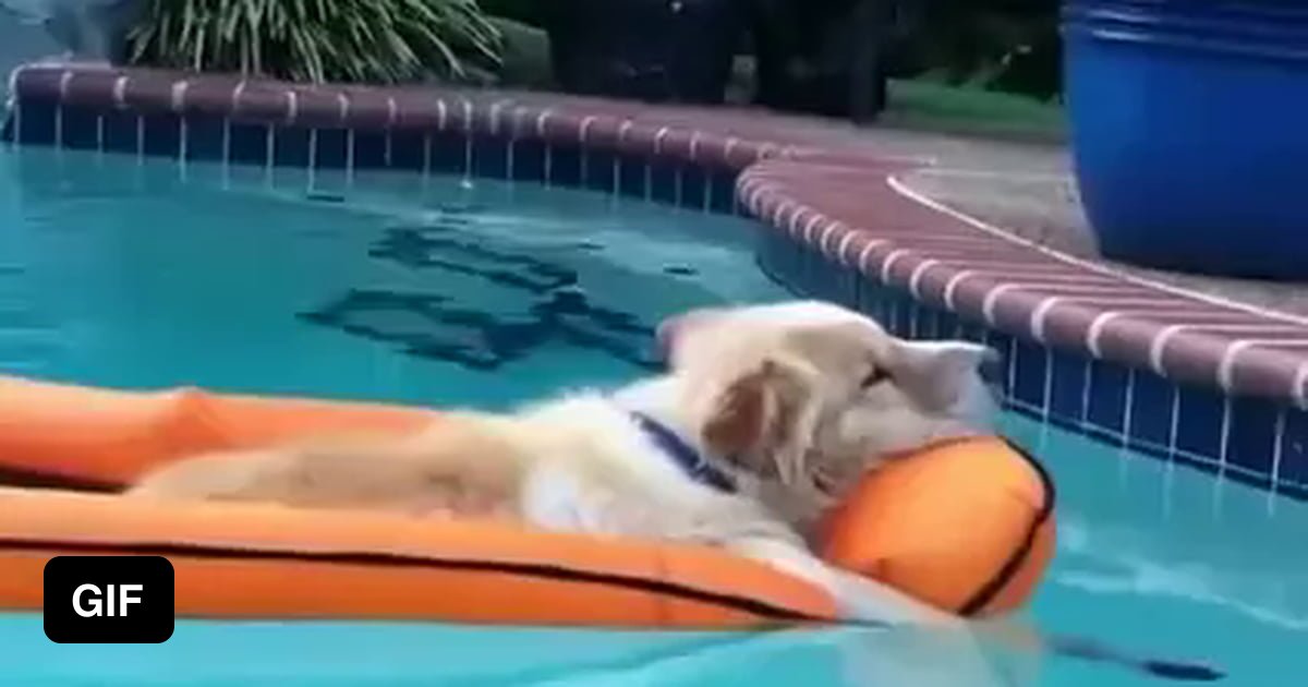 Dog chilling in a pool… That's the life - 9GAG