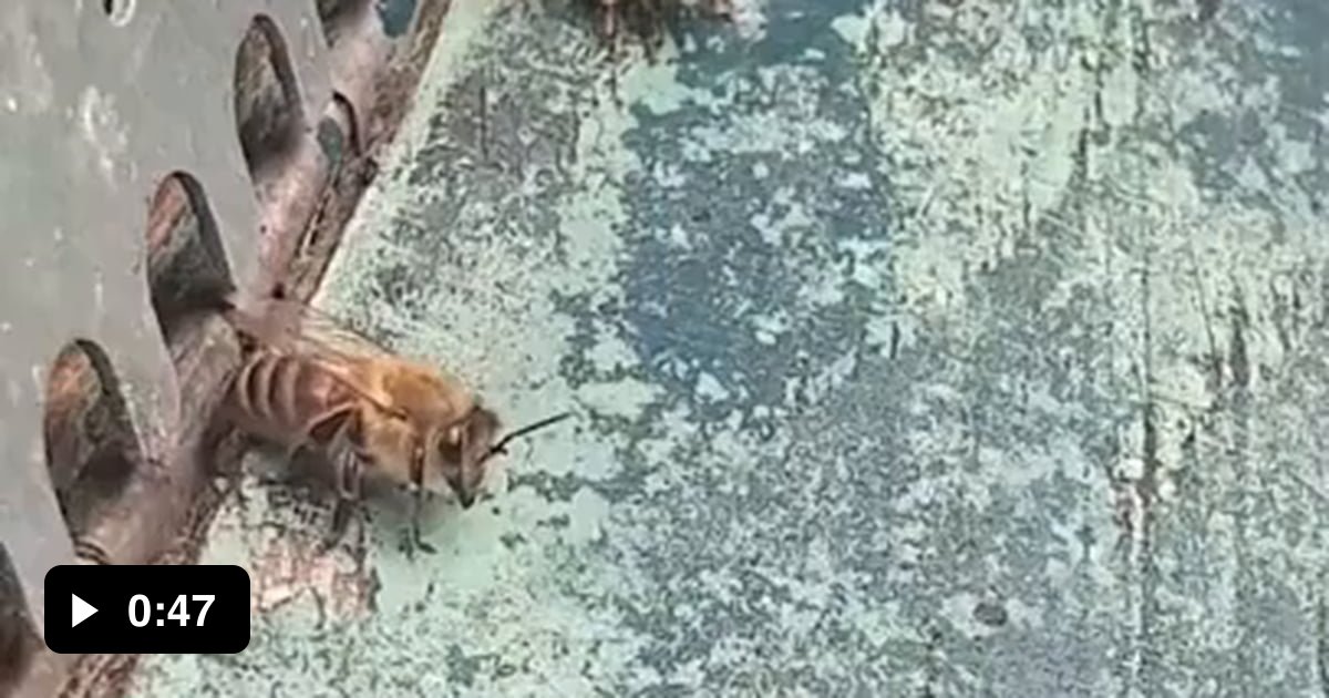 Guard bees guarding the hive entrance - 9GAG