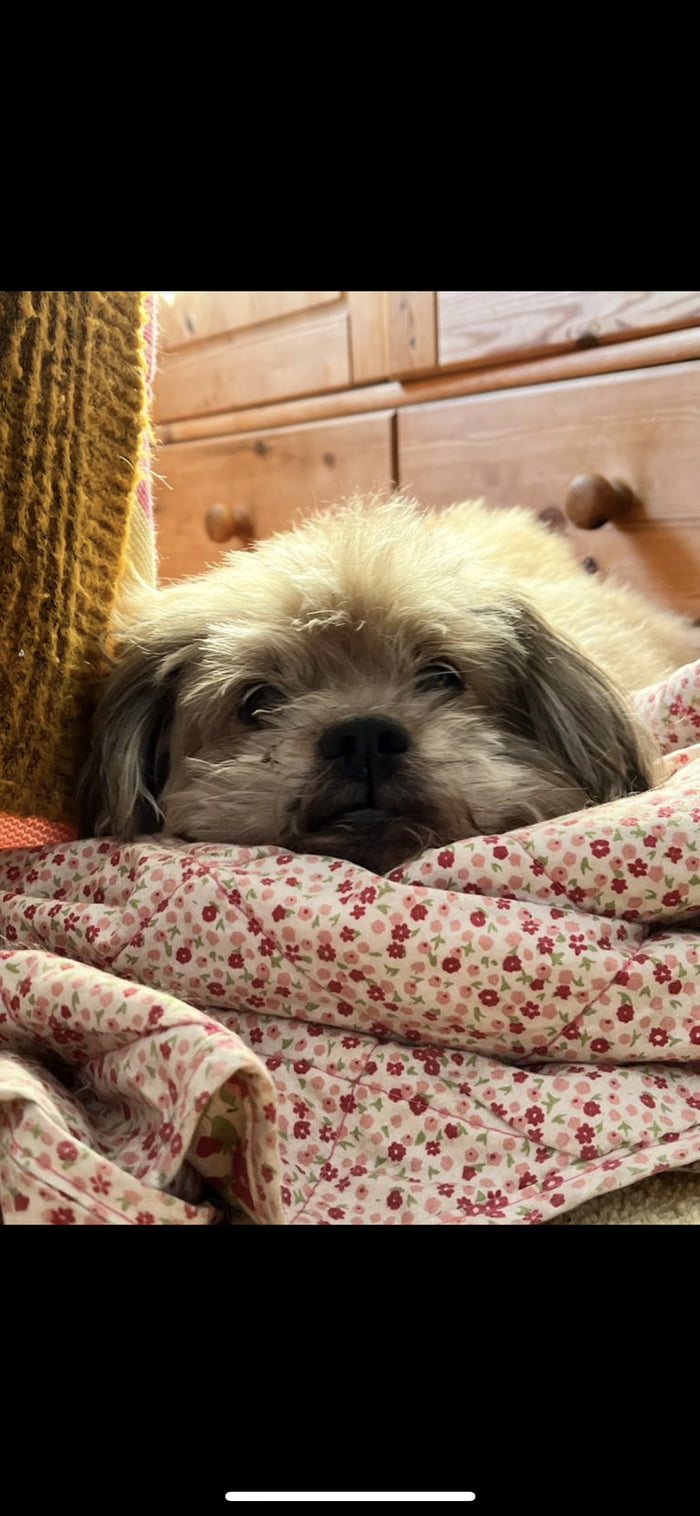 My beloved dog died this week and because none of my friends really ...