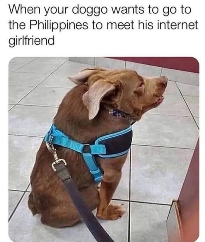 My friend who's name is doggo - 9GAG