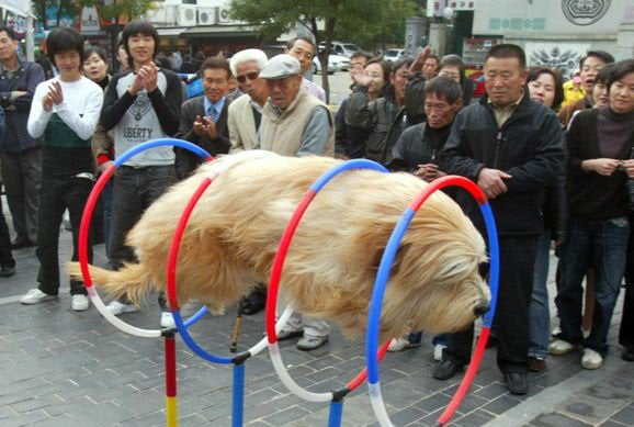 Japanese dog jumping through five hoops - 9GAG