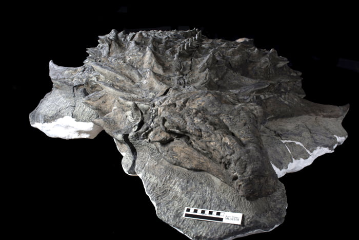 This armored dinosaur is so preserved that we can see what it looked ...