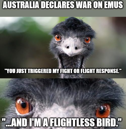 The real reason the Aussies lost the Emu war. - 9GAG