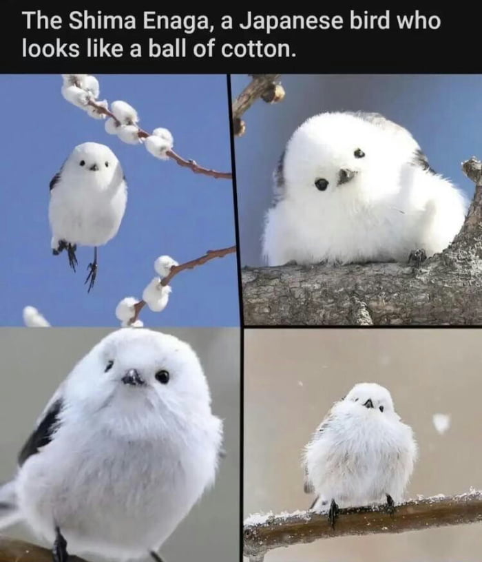 I want one. Or two - 9GAG