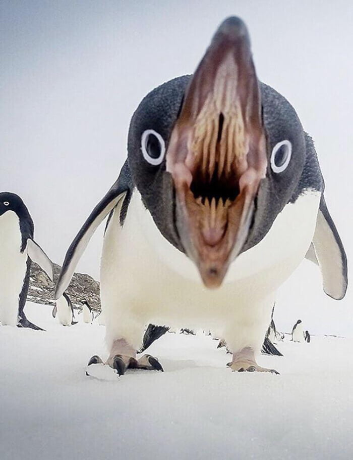 A penguins mouth - 9GAG