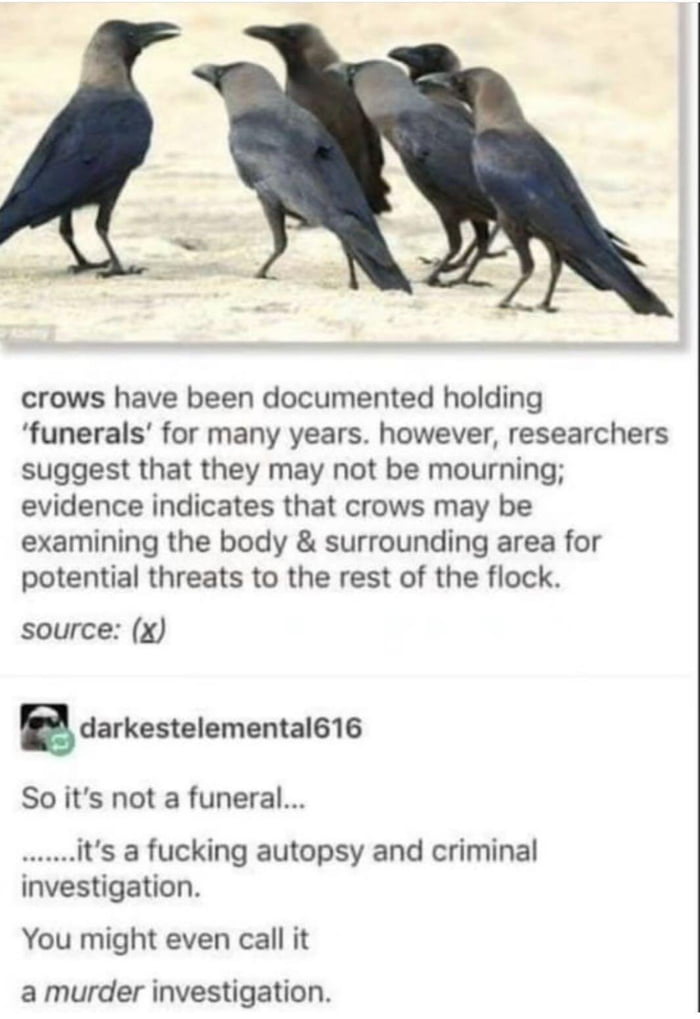 CSI: Crows - 9GAG