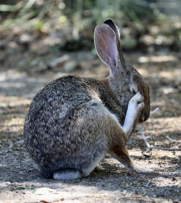 This very shy bunny - 9GAG