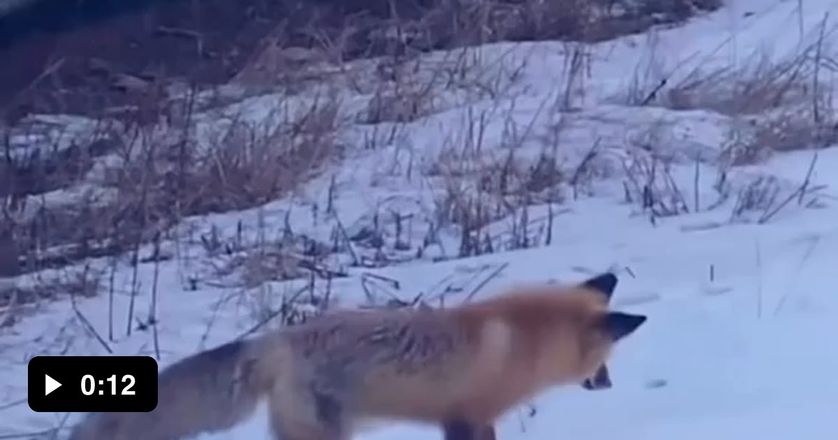 Foxes use their exceptional hearing to listen and detect animals ...