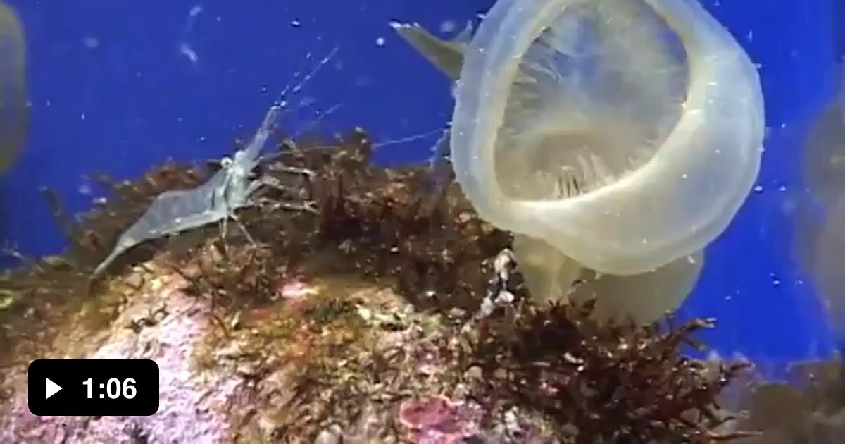 This bizzare sea slug Melibe viridis uses its head as a net to catch ...