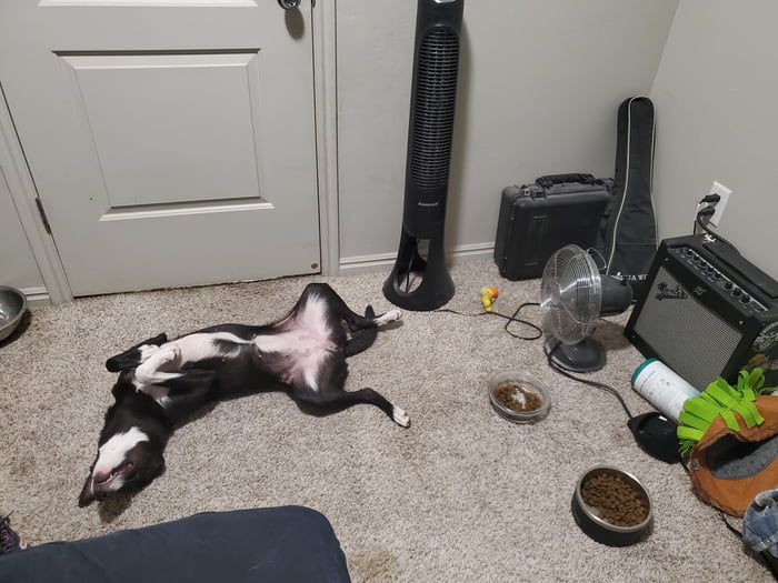 Cooling off after a long walk 🤣 - 9GAG