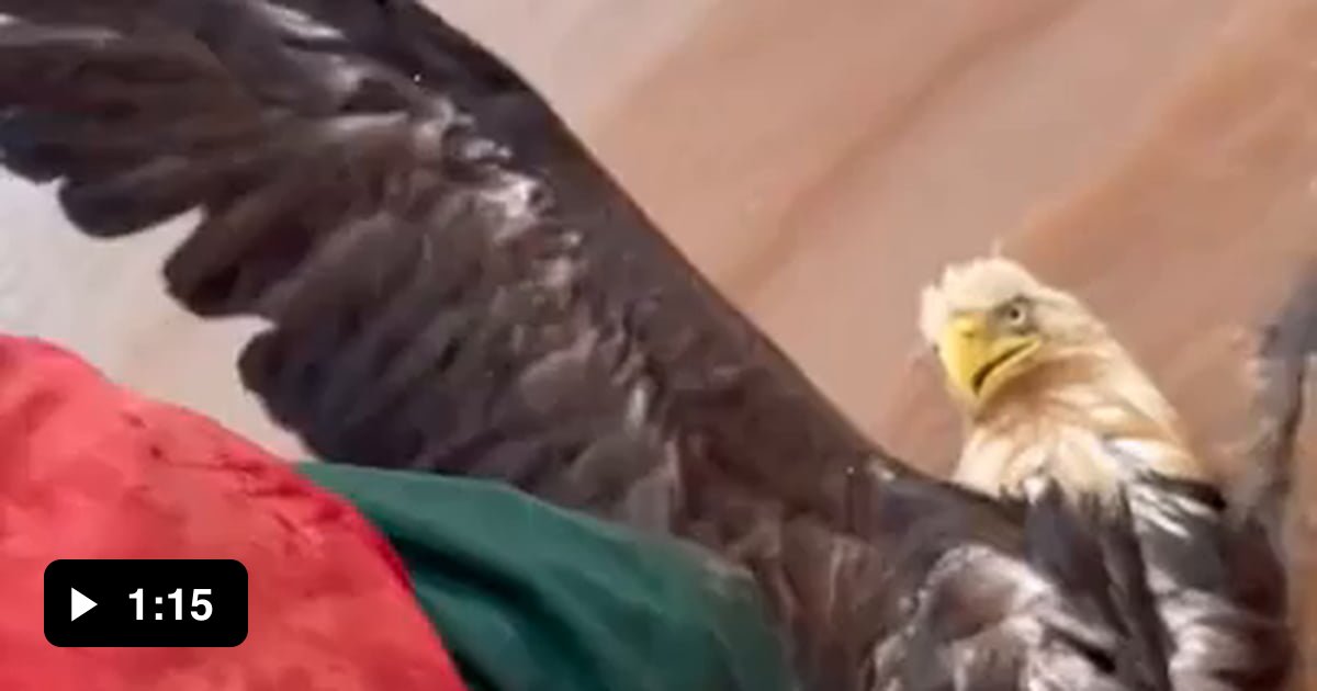 Rescuing a bald eagle - 9GAG
