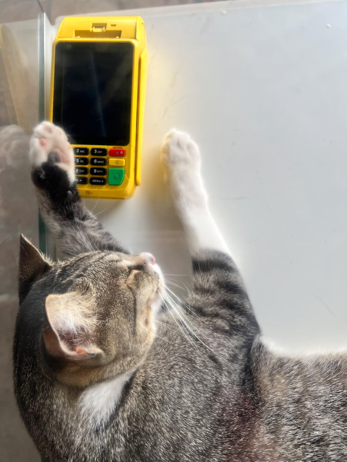 Cashier kitty waiting for your card payment. Credit or debit? - 9GAG