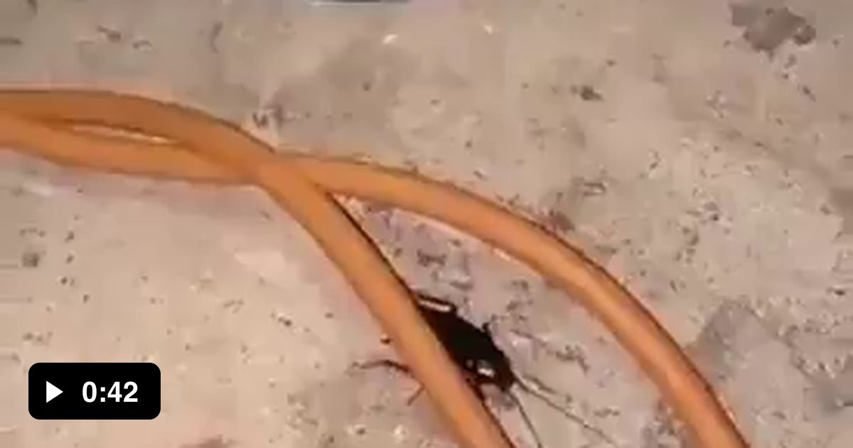 Normalize burning cockroaches alive - 9GAG