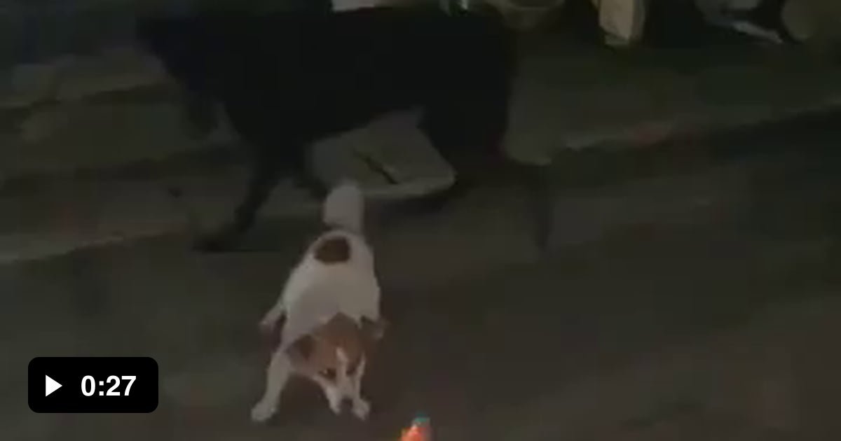 Arsonist dog . - 9GAG