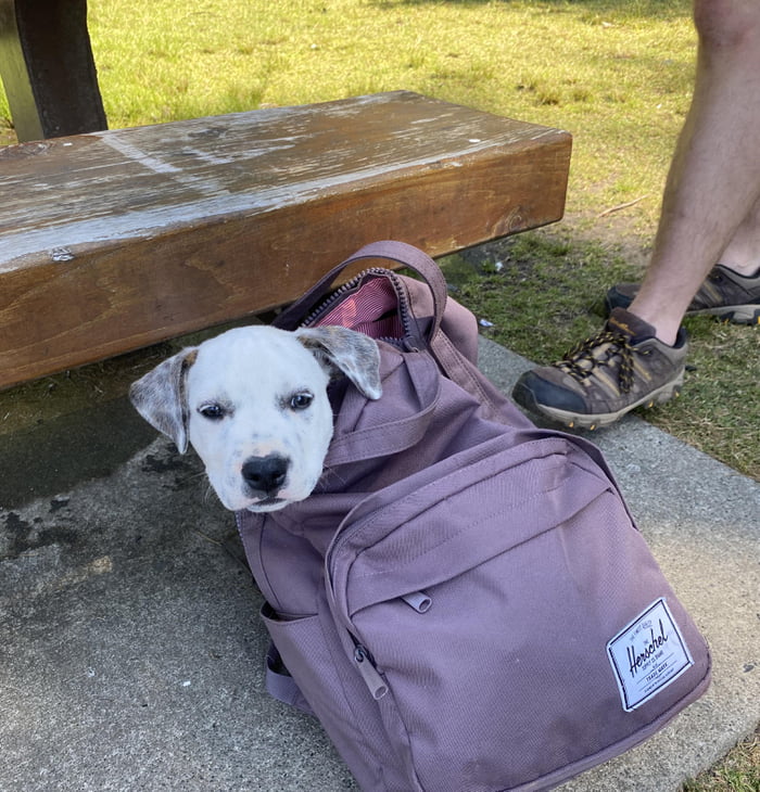 Ralph opting for the backpack after a long hike today - 9GAG