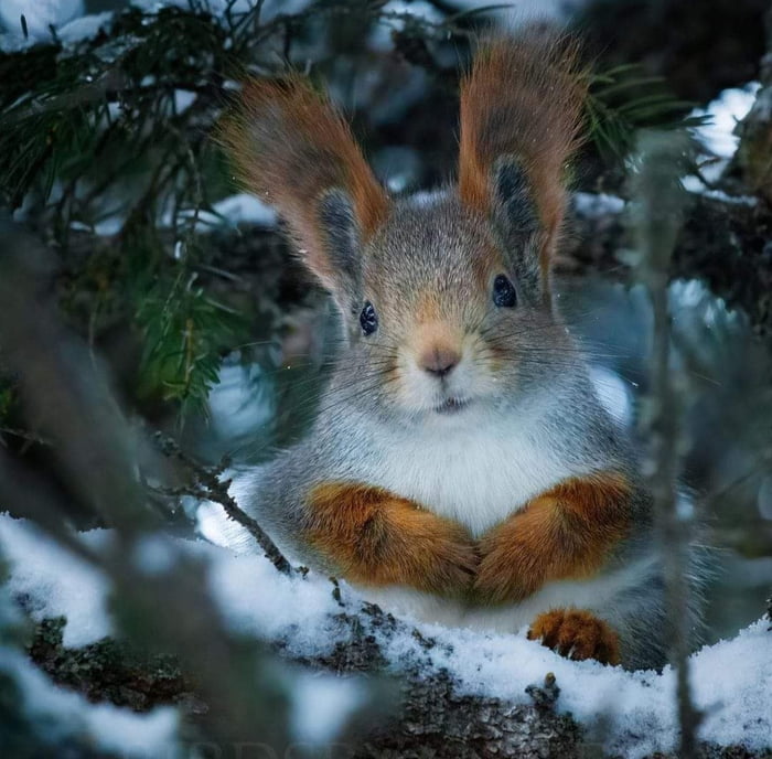 Photogenic squirrel - 9GAG