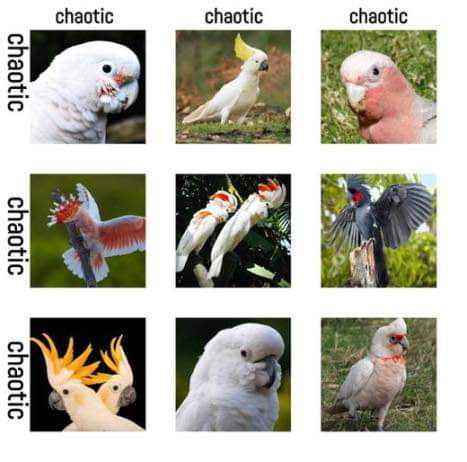 Are you chaotic-chaotic, or chaotic-chaotic? - 9GAG