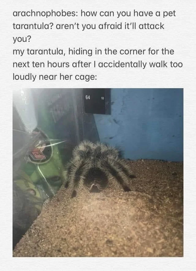 Gotta be the cutest photo of a tarantula ever... - 9GAG