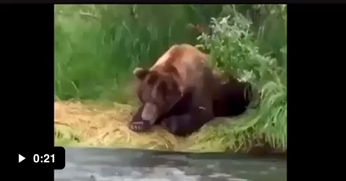 Bear necessities - 9GAG