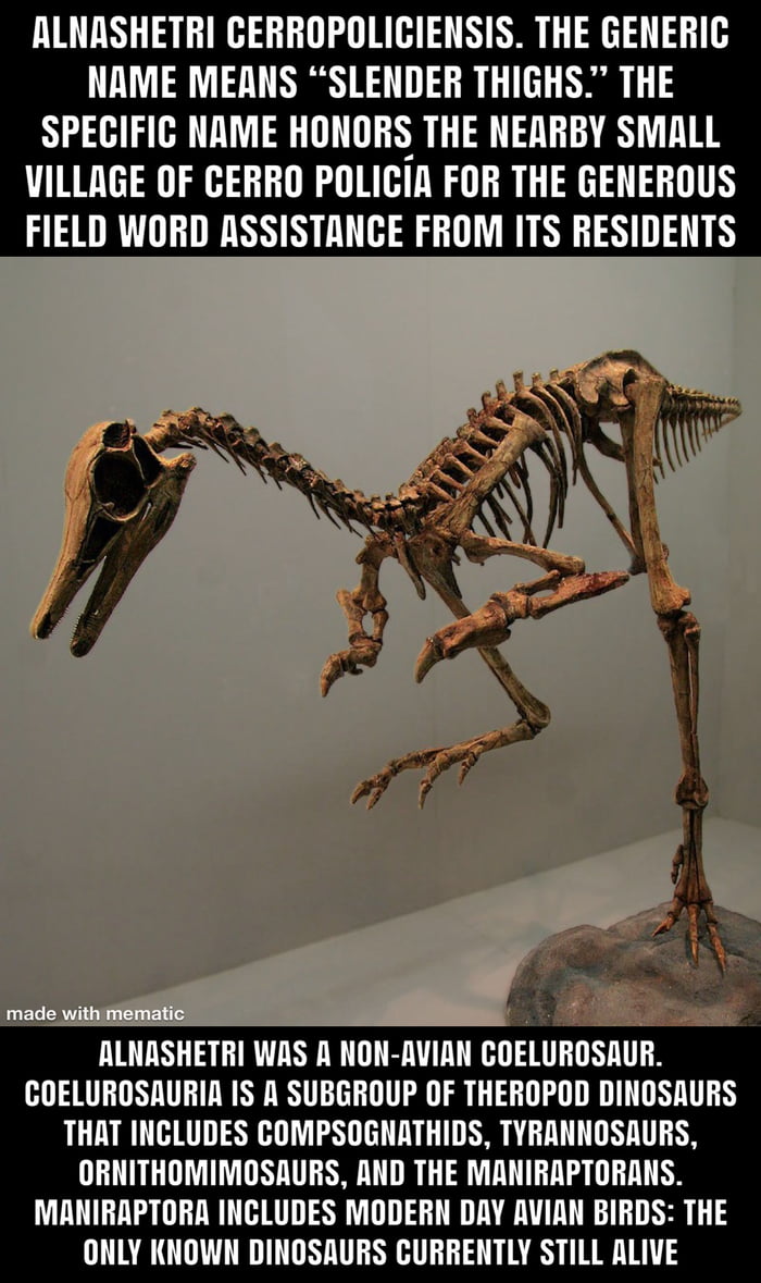 Picture not mine. Alnashetri is currently thought to be a basal member ...