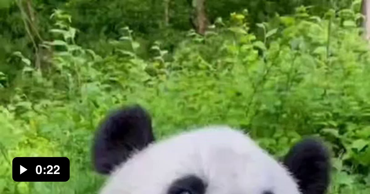 Panda enjoying a juicy bamboo - 9GAG