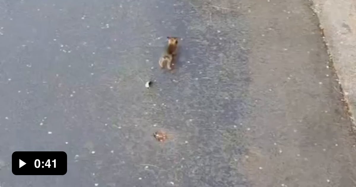 Such a cute little bunny! - 9GAG