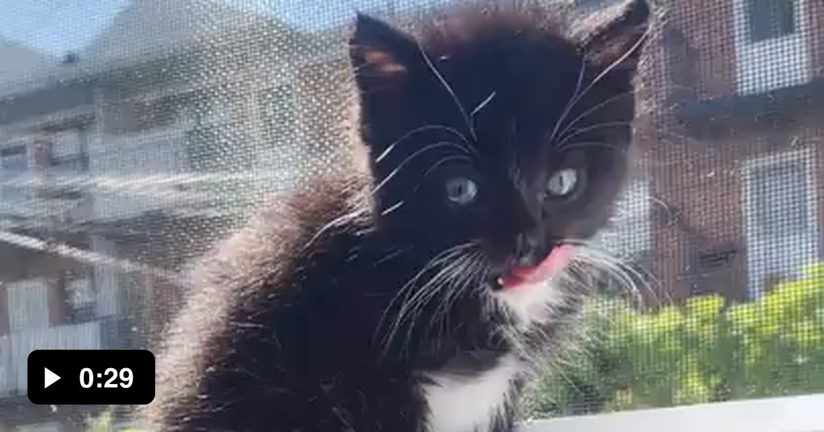 Someone smol wants to say hi - 9GAG