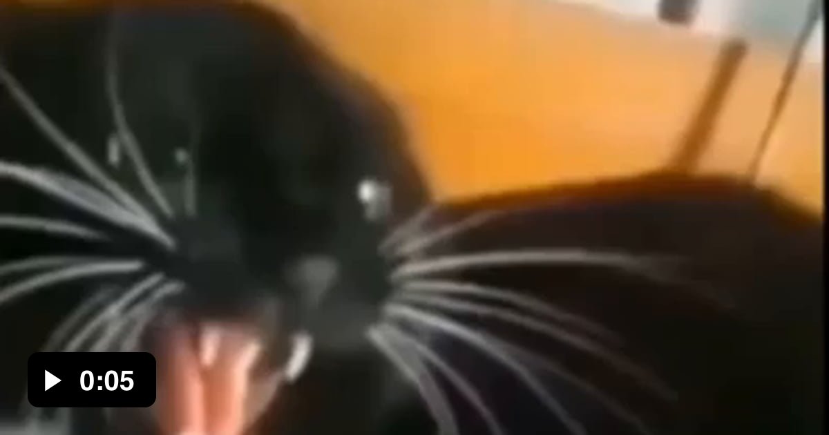 Chill out😹🌭 - 9GAG