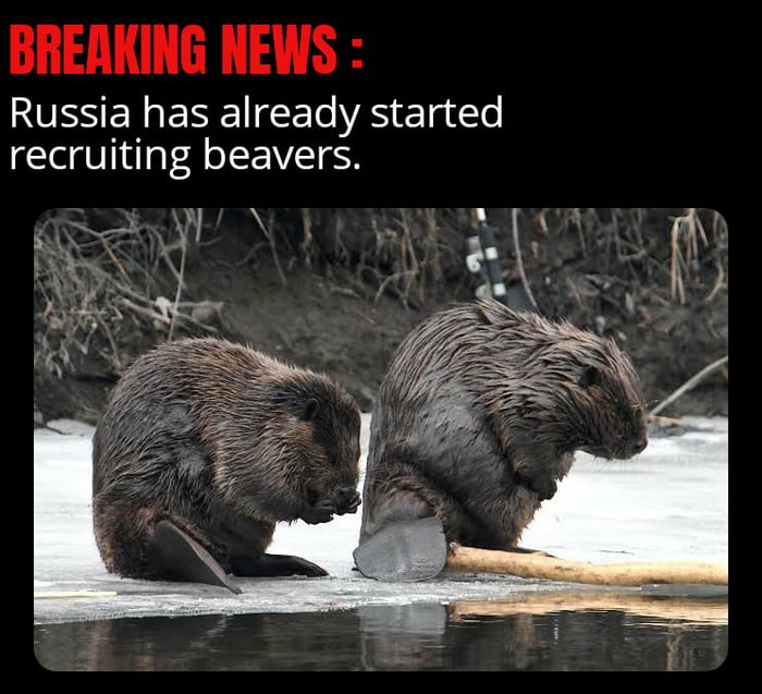 Here comes the beavers brigade - 9GAG
