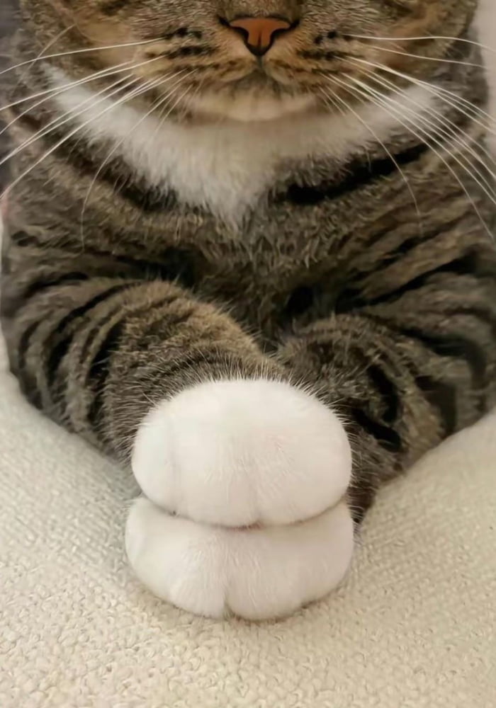 Paws. - 9GAG