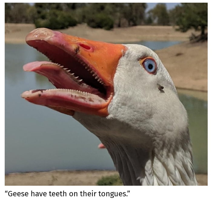 Geese tongues are terrifying - 9GAG