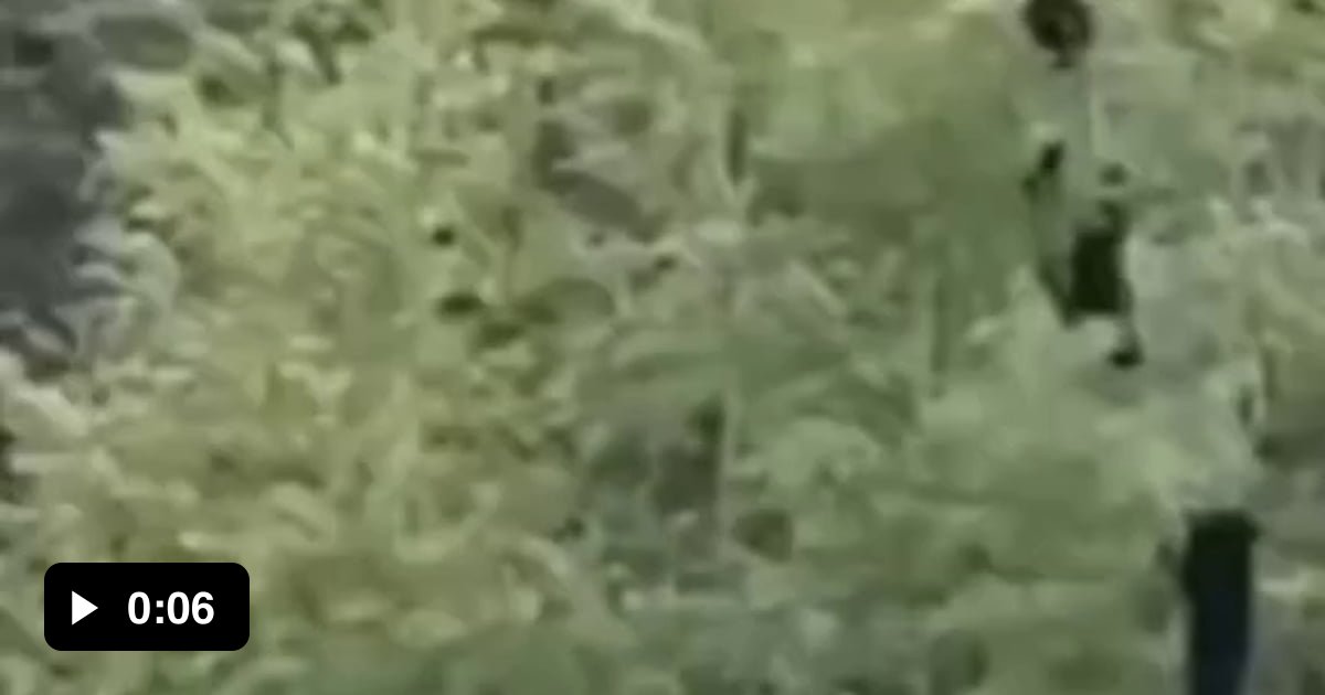 Three hippos climb a tree - 9GAG