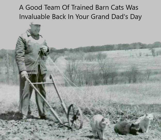 Barn Cat Pulling team - 9GAG