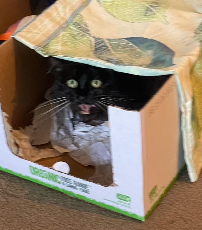 She screams from her box cave - 9GAG