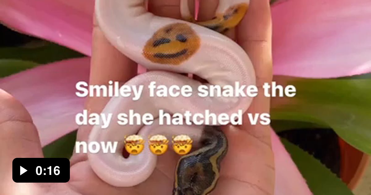 Pied ball python born with a 'smiley face' - 9GAG