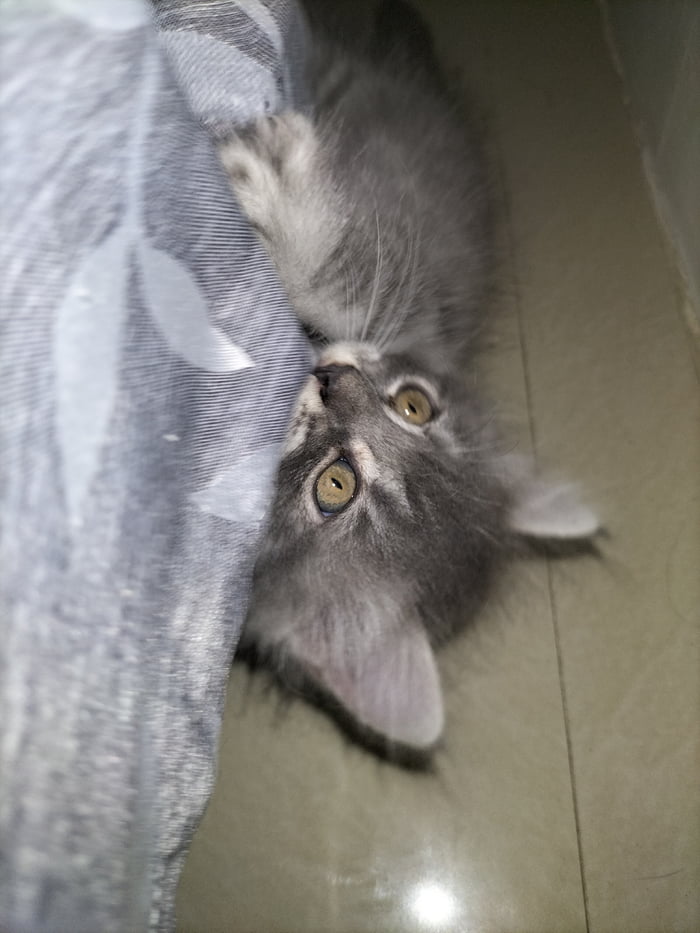 Kitten #5 being the menace that she is... - 9GAG