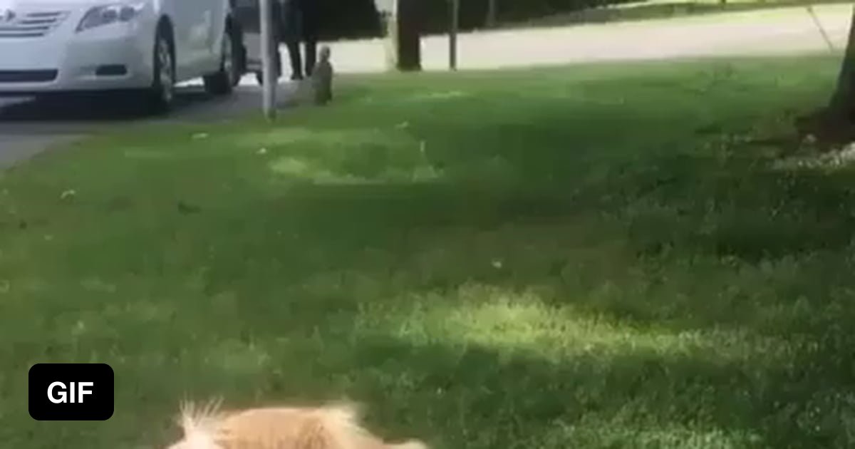 Tiny lil pupper - 9GAG