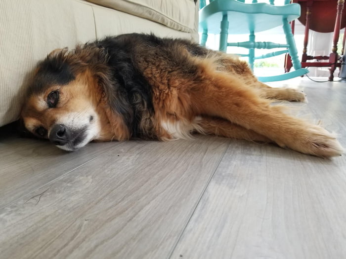 A daily picture of Peanut the dog - Day 793 - 9GAG